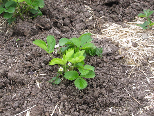 Raspberries and Strawberries - Country Living and Garlic Farming in BC