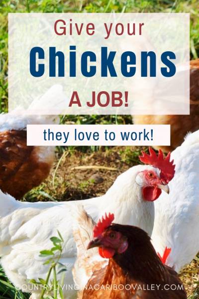 Put Your Chickens to Work for You! - Country Living in a Cariboo Valley
