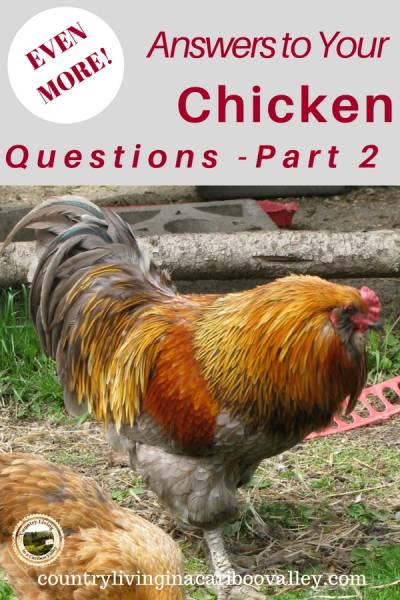 More Chicken Questions & Answers - Country Living in a Cariboo Valley