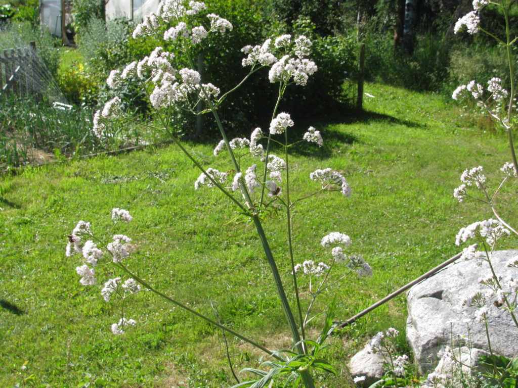 Growing Valerian - Country Living in a Cariboo Valley