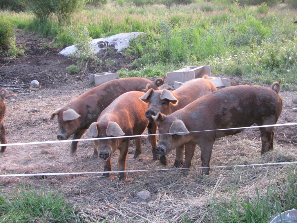 Raising and Butchering Pigs