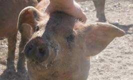 Raising Weaner Pigs Archives - Country Living in a Cariboo Valley