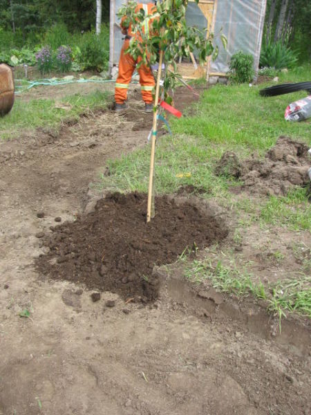 How to Plant Fruit Trees - Tips for Properly Planting Fruit Trees