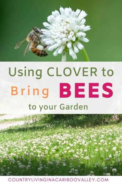 Plant Clover for the Bees! - Country Living in a Cariboo Valley